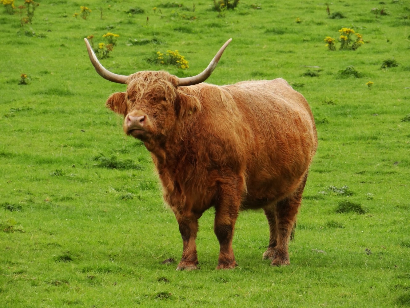 Scotland [splitbrain.org]