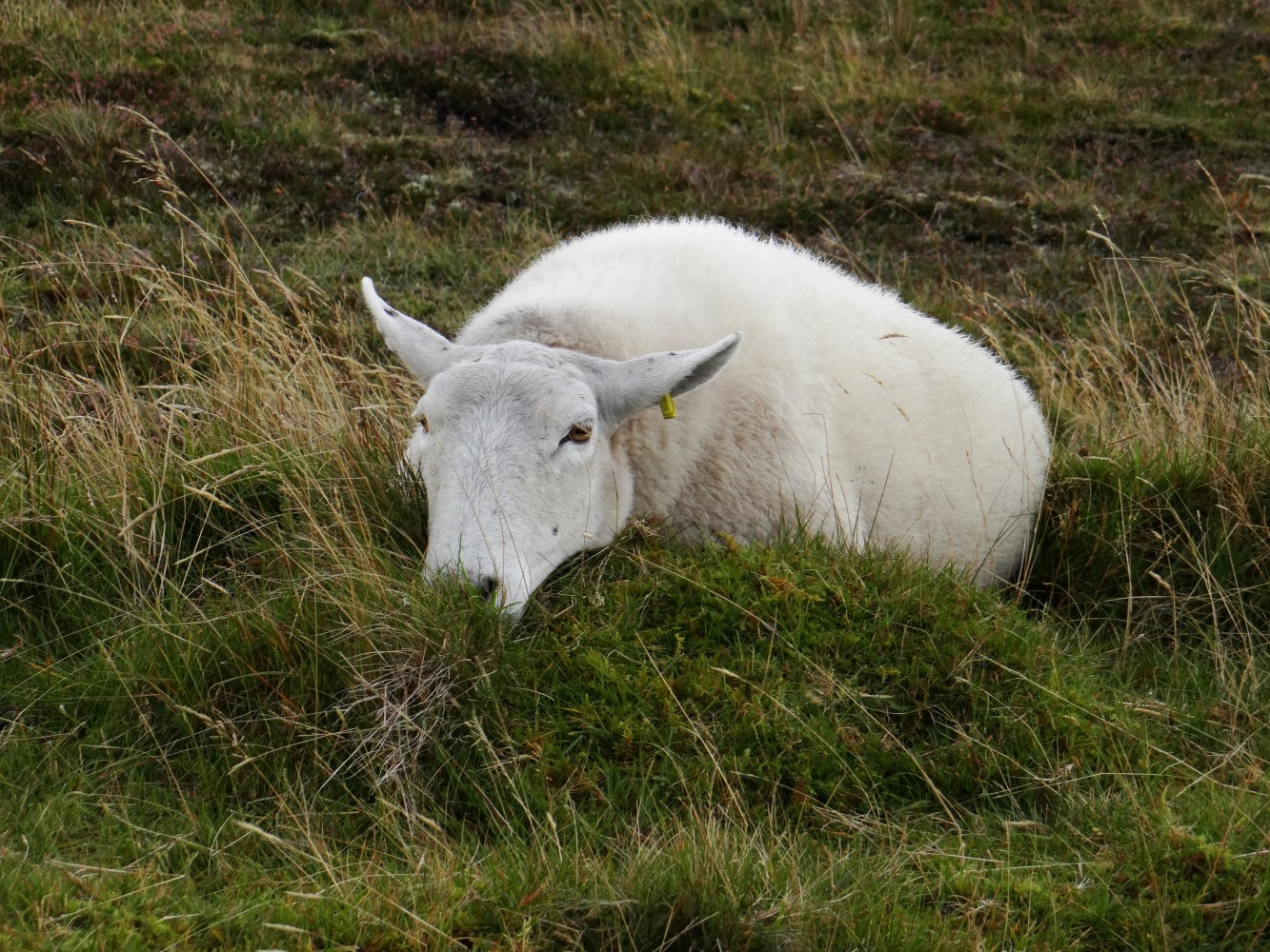 Scotland [splitbrain.org]