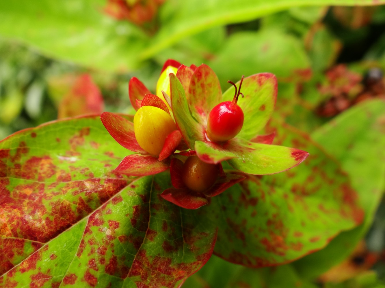 Scotland [splitbrain.org]