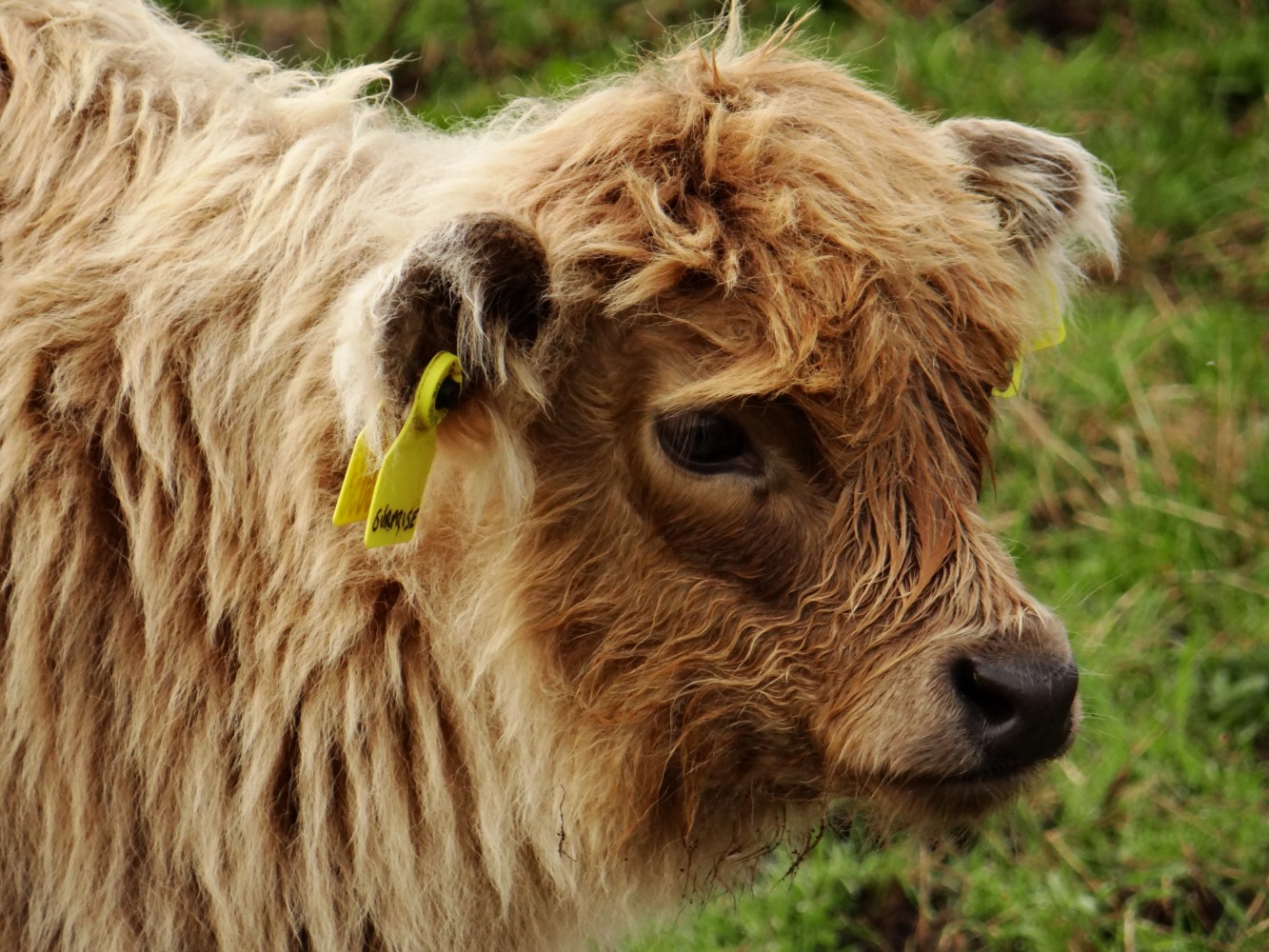 Scotland [splitbrain.org]