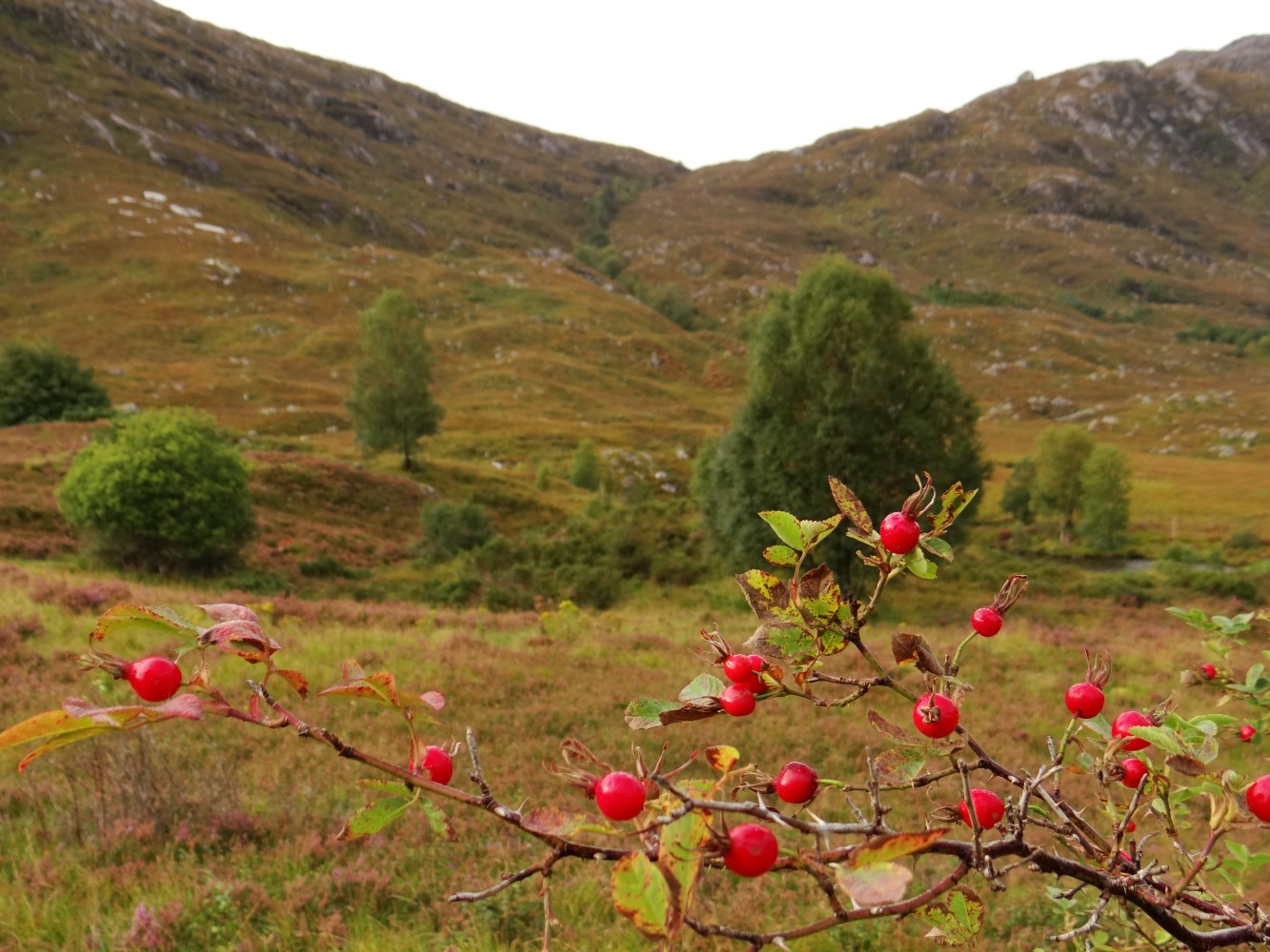 Scotland [splitbrain.org]