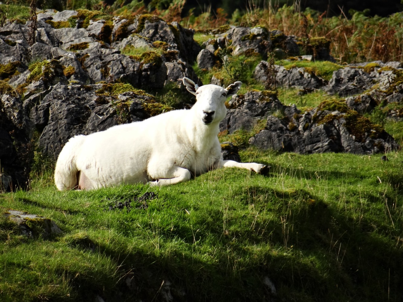 Scotland [splitbrain.org]